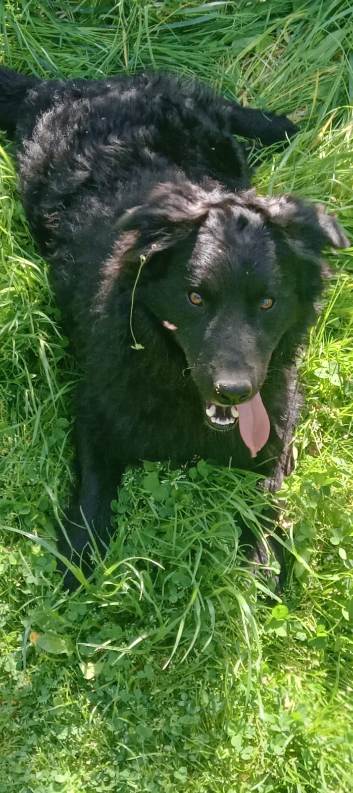 Tobby - Nordic Strays e.V.