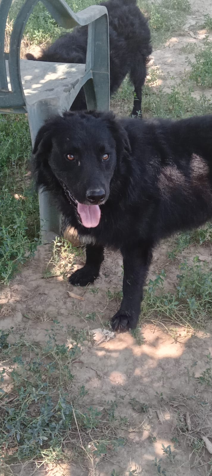 Tobby - Nordic Strays e.V.