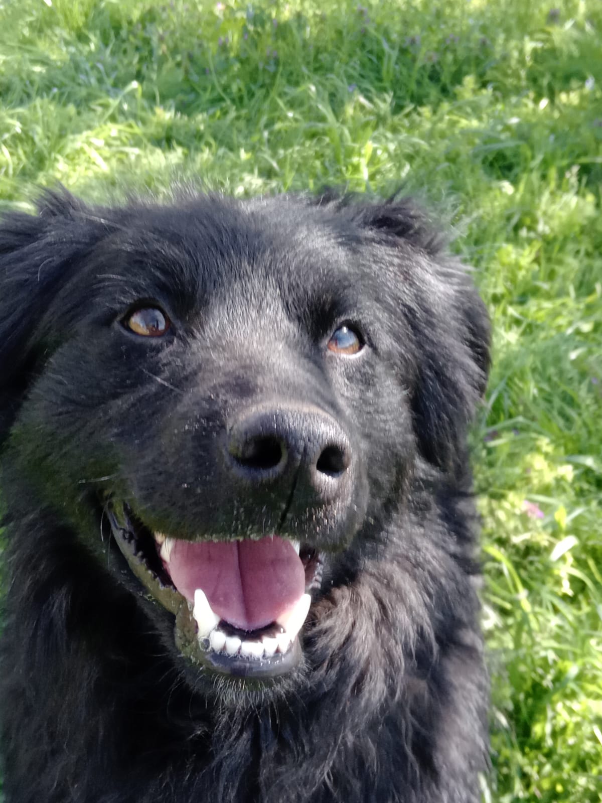 Tobby - Nordic Strays e.V.