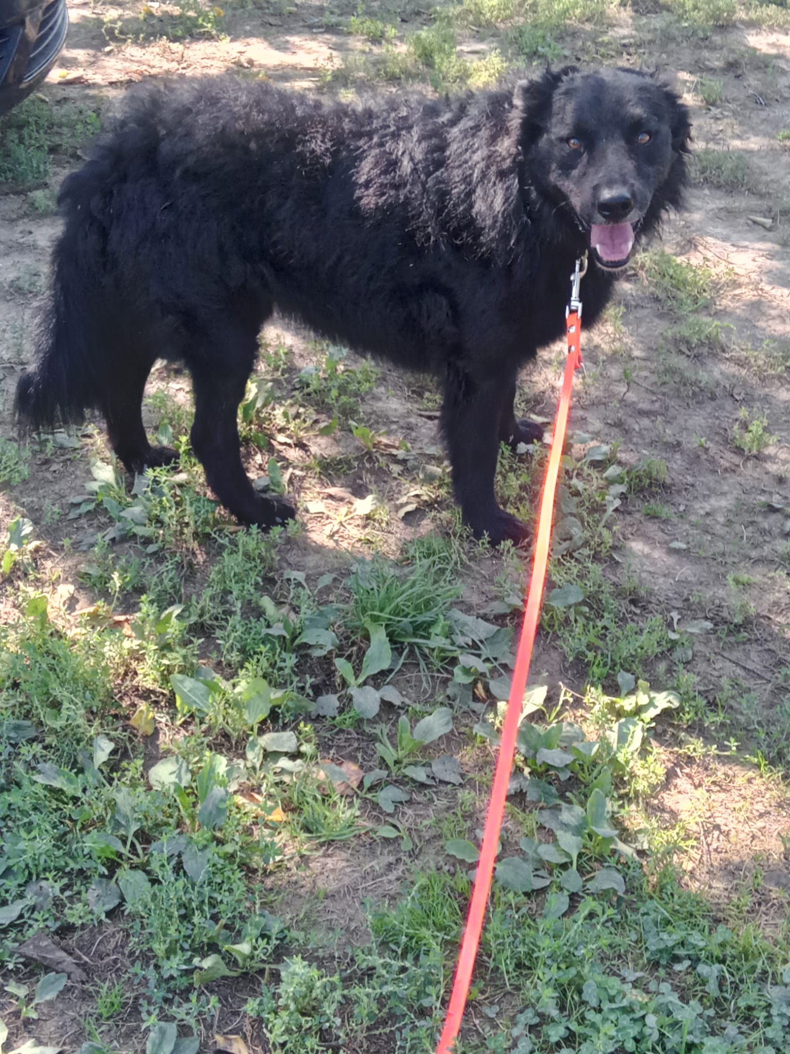 Tobby - Nordic Strays e.V.