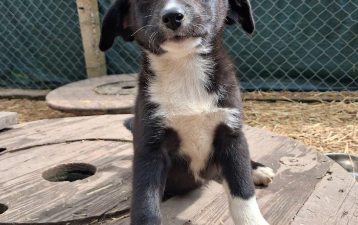 Koda - Nordic Strays e.V.