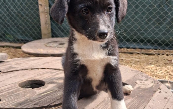 Koda - Nordic Strays e.V.