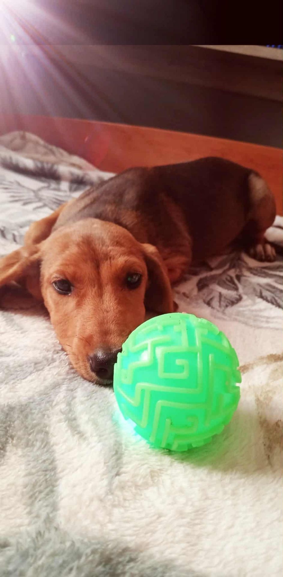 Jana (81929 München) - Nordic Strays e.V.