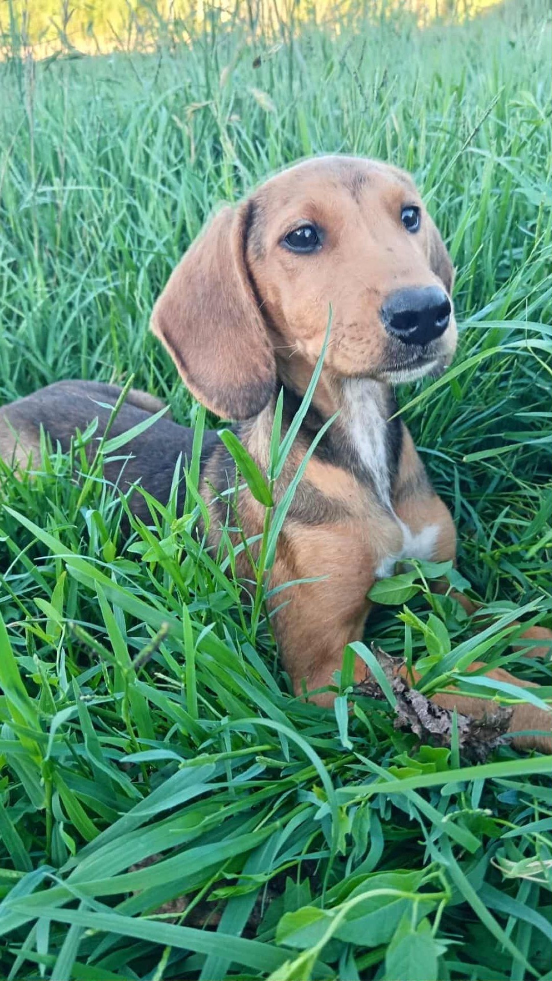 Jana (81929 München) - Nordic Strays e.V.