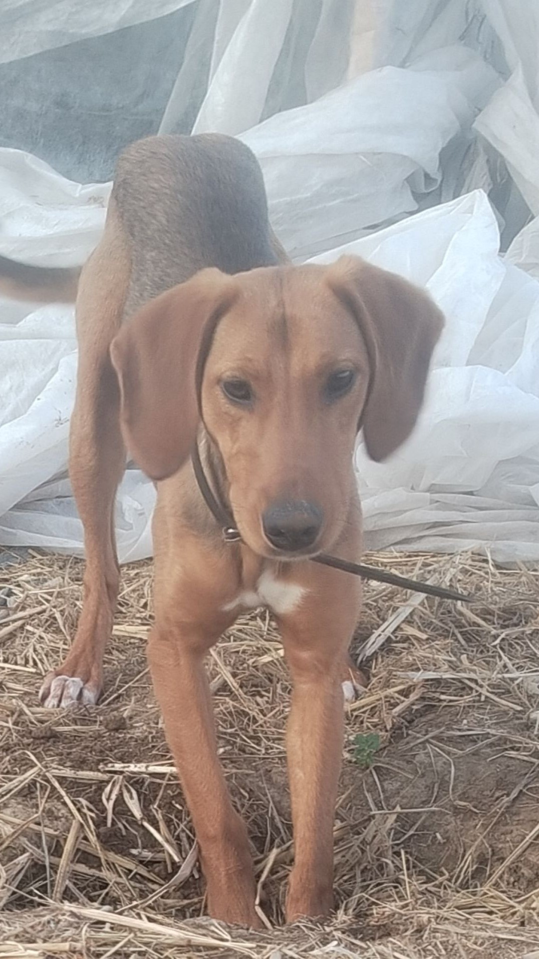 Jana (81929 München) - Nordic Strays e.V.
