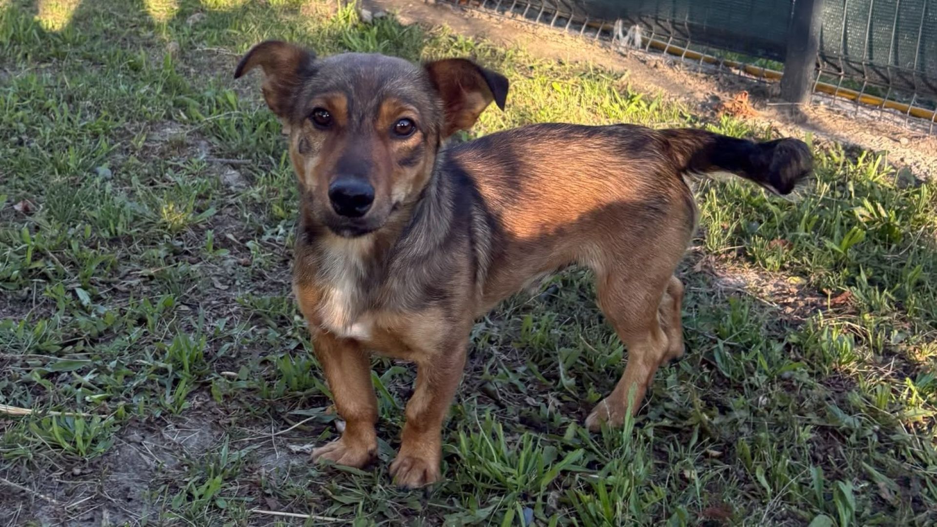Roki - Nordic Strays e.V.